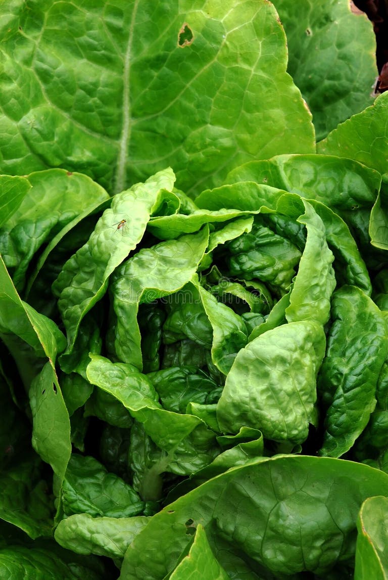 125,414 Lettuce Plant Stock Photos - Free & Royalty-Free Stock Photos ...