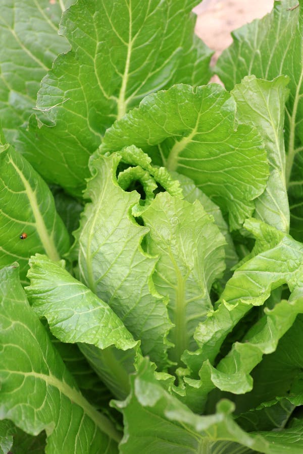 Lettuce Plant in Spring, Can Be Processed Indefinitely Stock Image ...