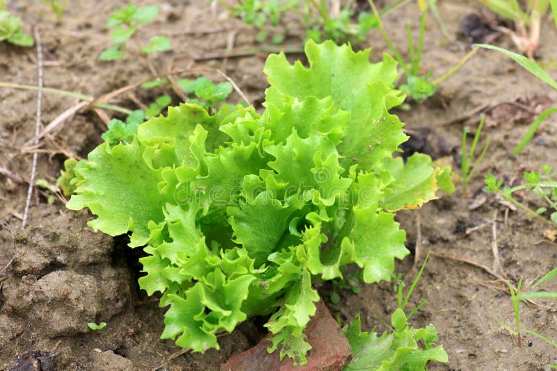 Lettuce plant stock image. Image of large, beautiful - 65646931