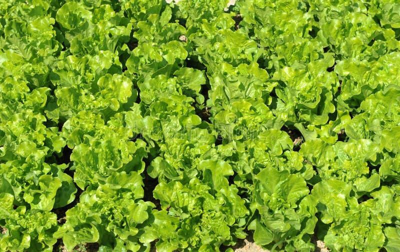 Lettuce Plant in Spring, Can Be Processed Indefinitely Stock Image ...