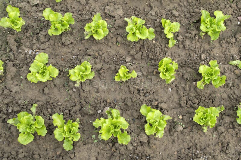 Lettuce Plant in Spring, Can Be Processed Indefinitely Stock Image ...