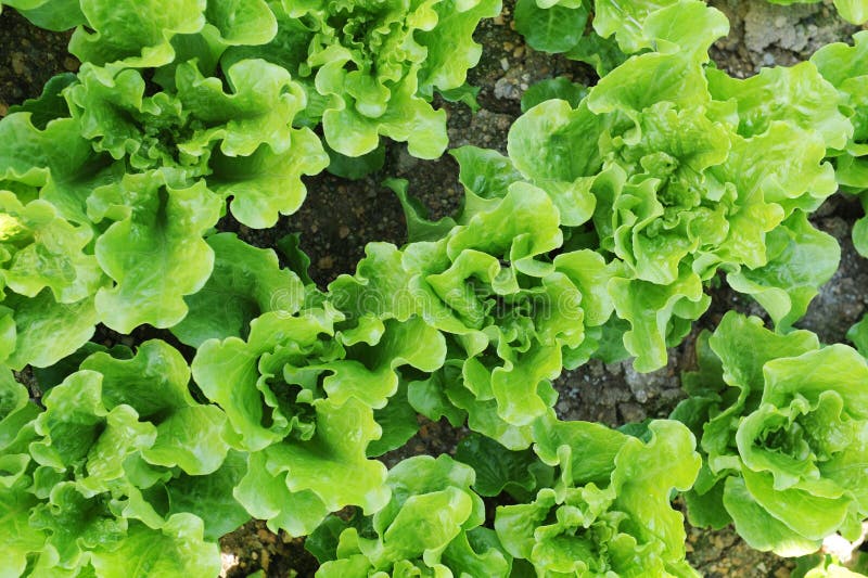 Lettuce Plant in Spring, Can Be Processed Indefinitely Stock Image ...