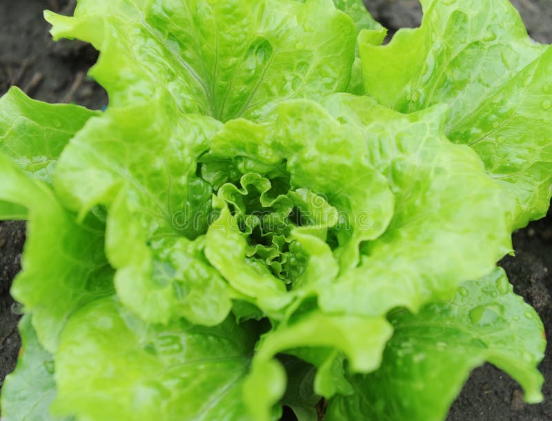 Lettuce Plant in Spring, Can Be Processed Indefinitely Stock Image ...
