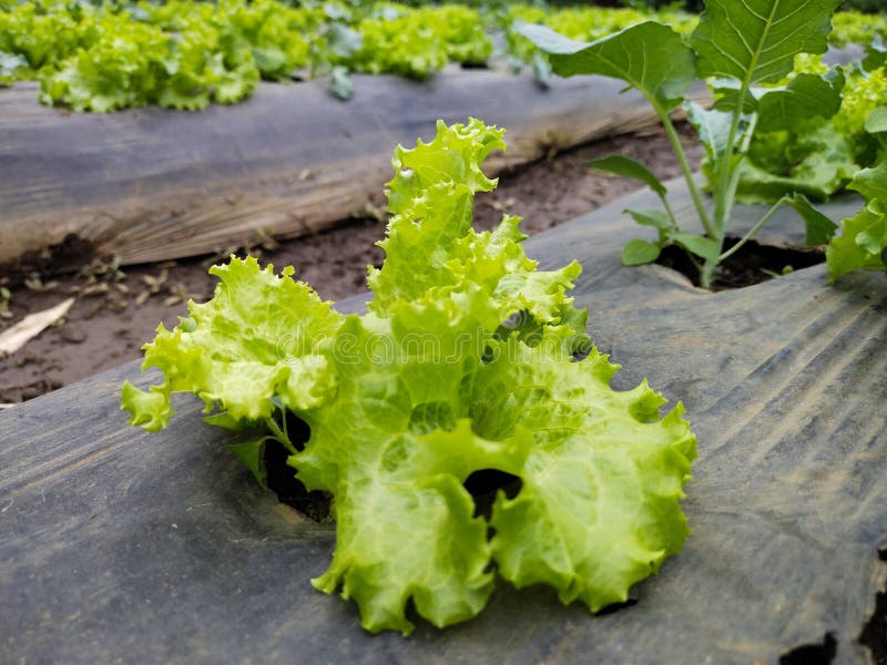 Lettuce Plant in Spring, Can Be Processed Indefinitely Stock Photo ...
