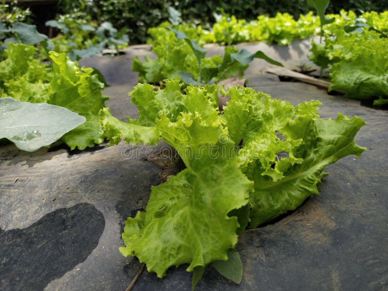 Lettuce Plant in Spring, Can Be Processed Indefinitely Stock Photo ...