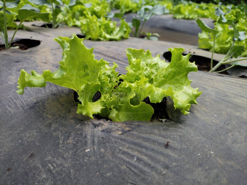 Lettuce Plant in Spring, Can Be Processed Indefinitely Stock Photo ...