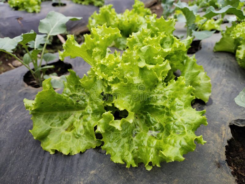Lettuce Plant in Spring, Can Be Processed Indefinitely Stock Photo ...
