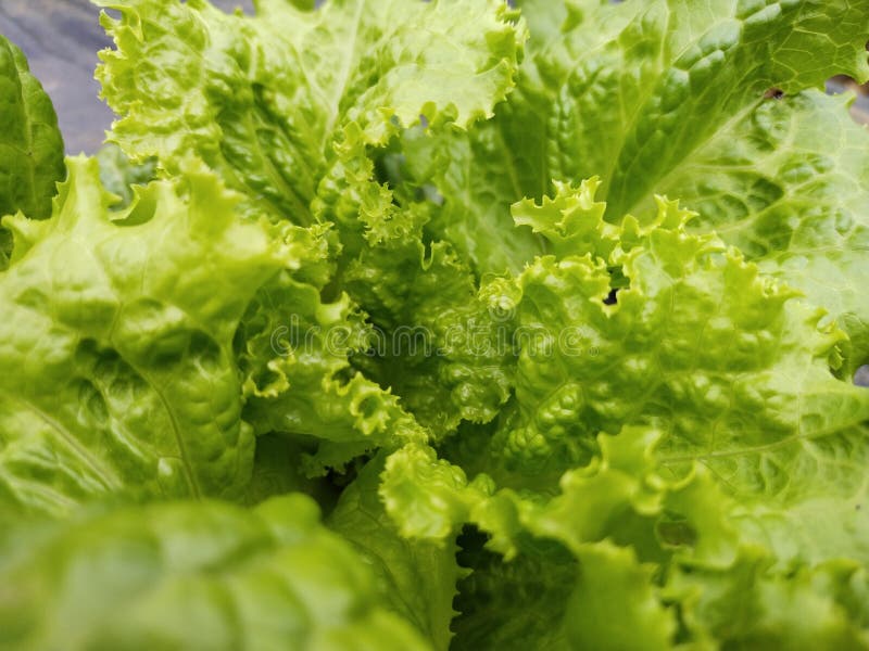 Lettuce Plant in Spring, Can Be Processed Indefinitely Stock Photo ...