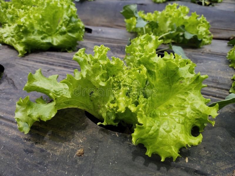 Lettuce Plant in Spring, Can Be Processed Indefinitely Stock Image ...