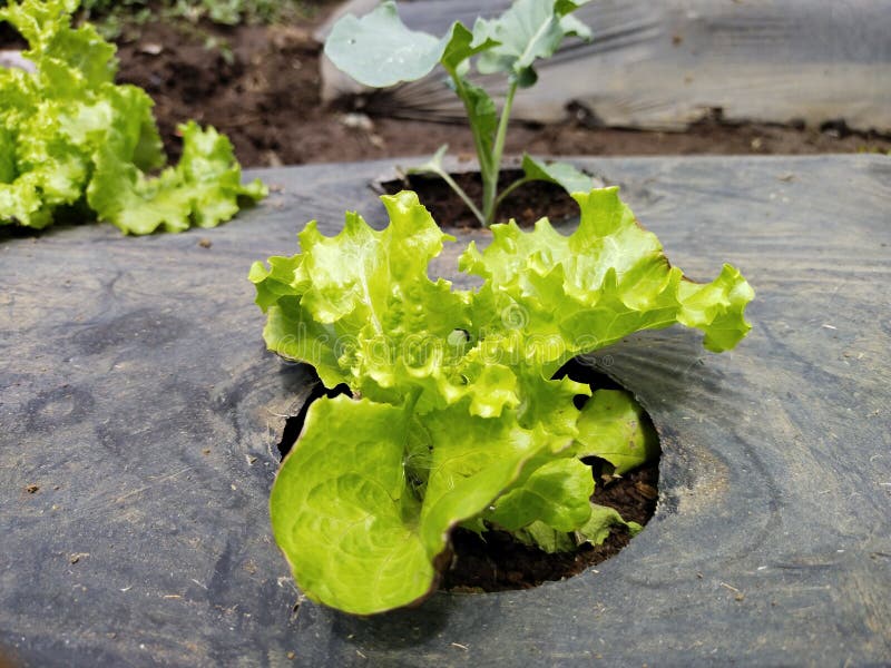 Lettuce Plant in Spring, Can Be Processed Indefinitely Stock Photo ...