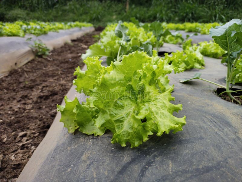 Lettuce Plant in Spring, Can Be Processed Indefinitely Stock Image ...