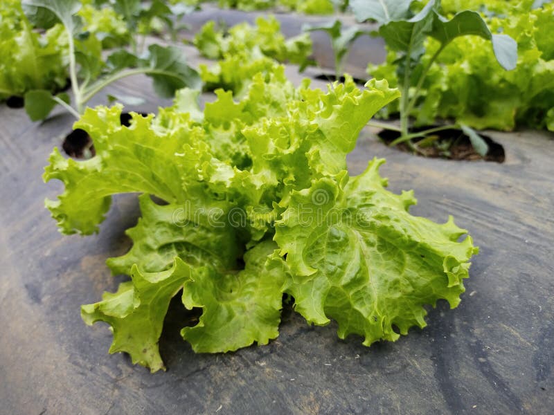 Lettuce Plant in Spring, Can Be Processed Indefinitely Stock Photo ...
