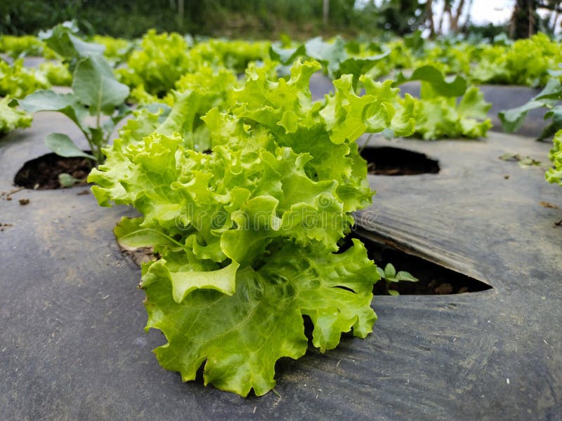 Lettuce Plant in Spring, Can Be Processed Indefinitely Stock Photo ...
