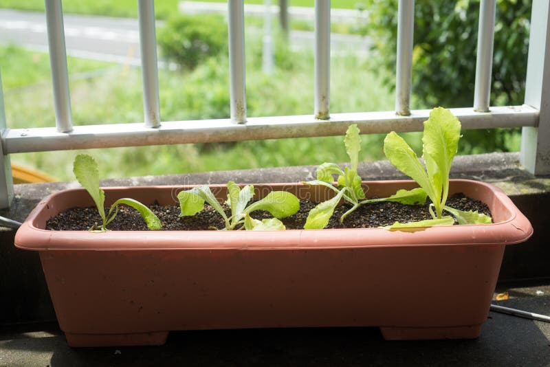 Lettuce in Planter Cultivation Stock Photo - Image of leaf, balcony ...