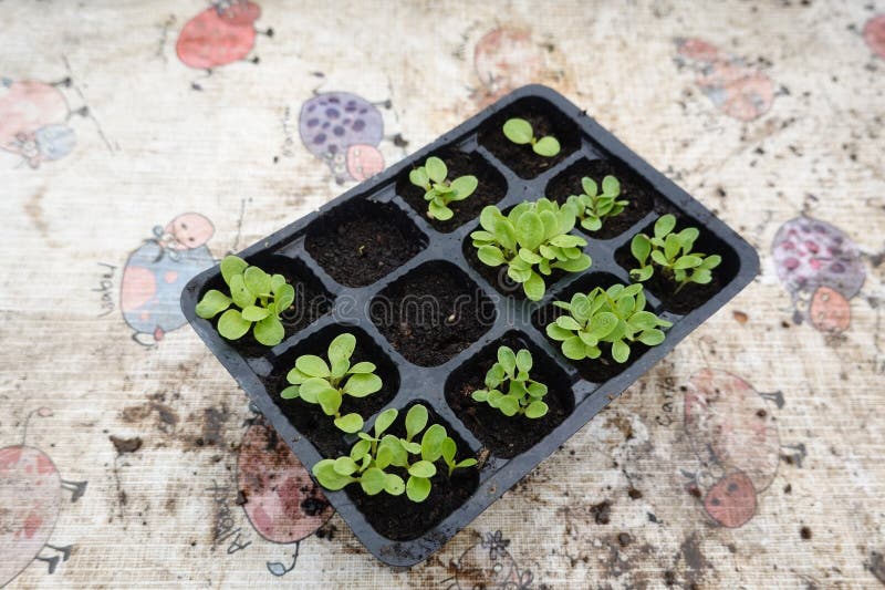 Lettuce Plants in Seedlings in Greenhouse. Farmer Grows Small Lettuce ...