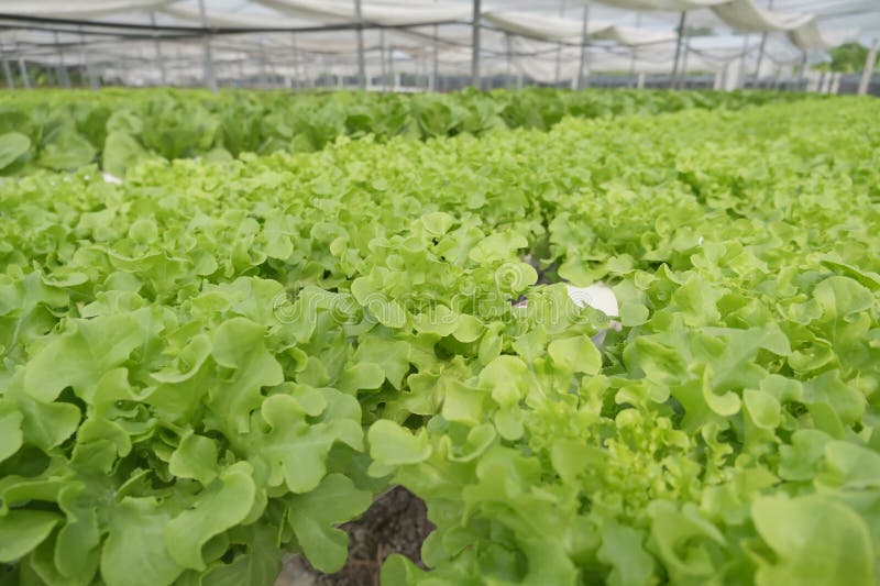 Lettuce Plot in the Greenhouse. Stock Image - Image of crop, ready ...