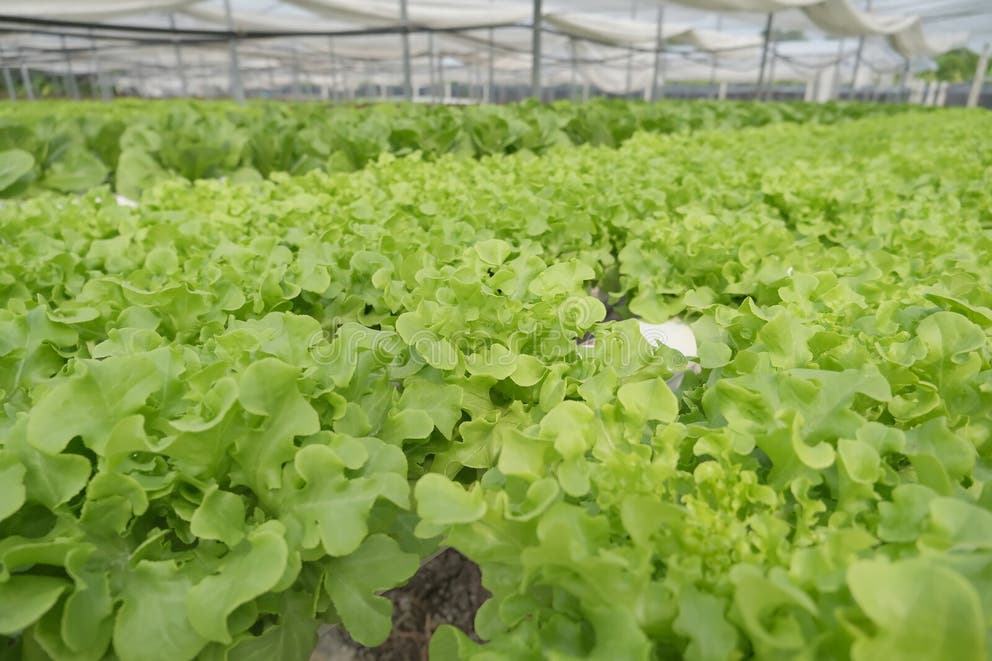 Lettuce Plot in the Greenhouse. Stock Image - Image of crop, ready ...