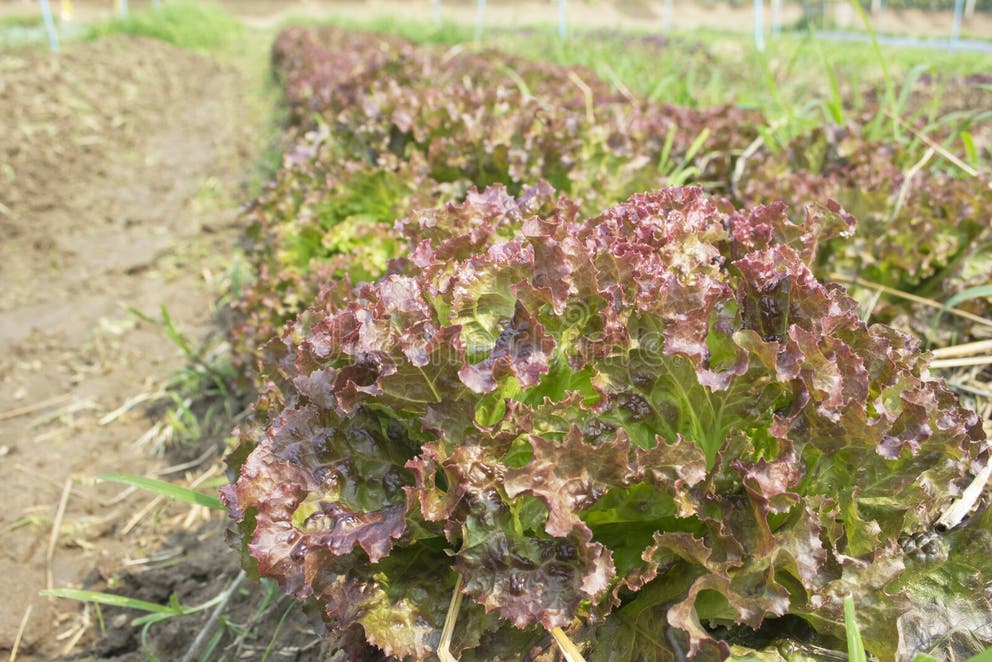 Lettuce stock image. Image of cultivation, crop, growth - 56292647