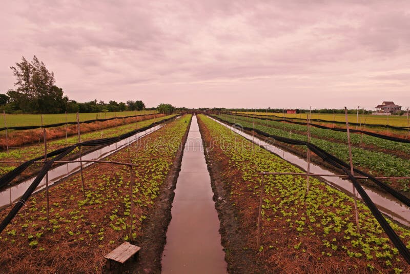 Lettuce production field stock image. Image of natural - 96756773