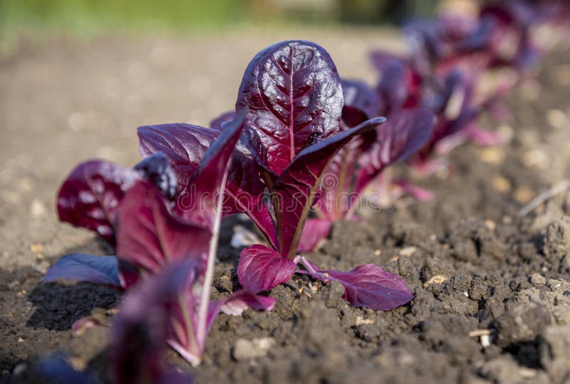 Close Up of Lettuce Red Cos Seedlings Stock Photo - Image of lettuce ...