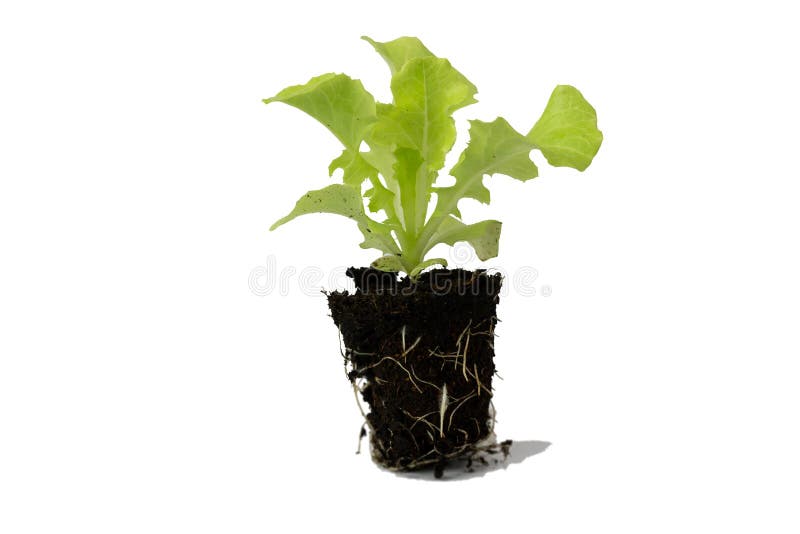 Lettuce with root system stock image. Image of black - 129428091