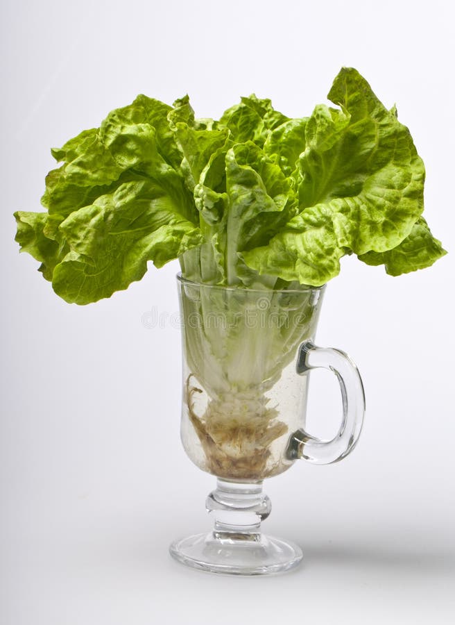 Lettuce with roots stock image. Image of beautiful, calories - 29987251