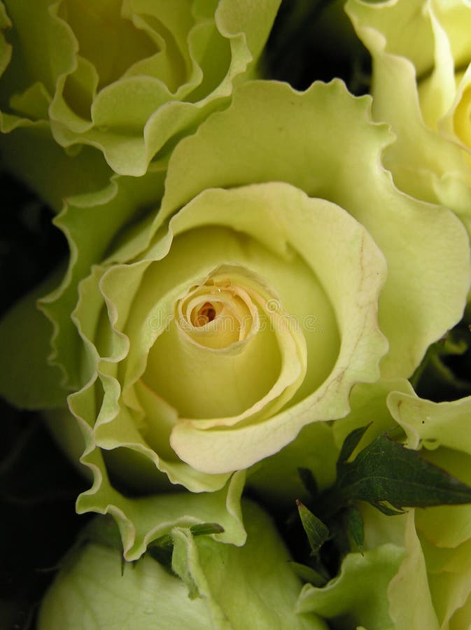 Lettuce rose stock photo. Image of green, lettuce, soft - 173054