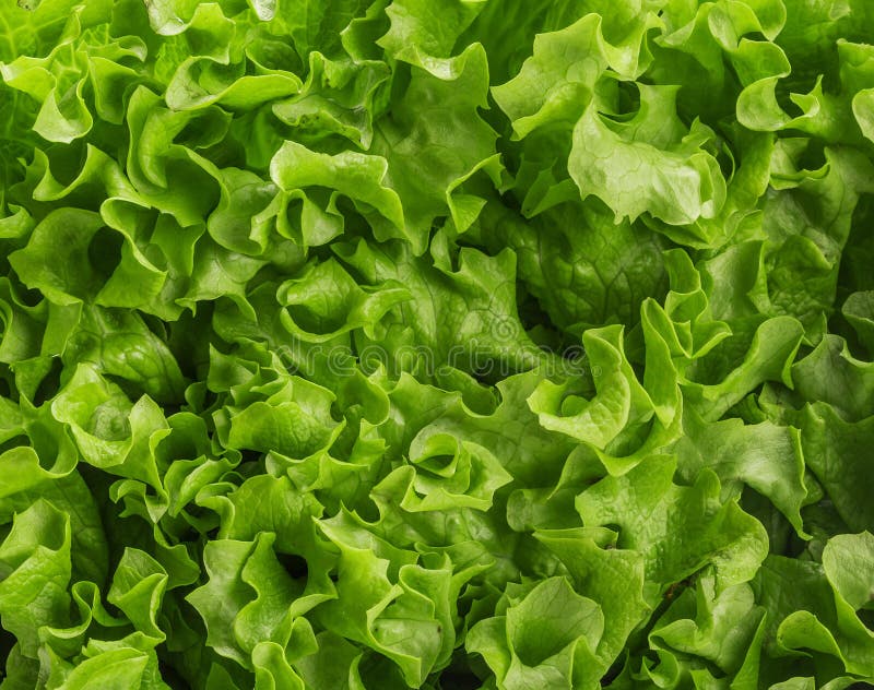 Lettuce salad, fragment. stock image. Image of healthy - 87644893