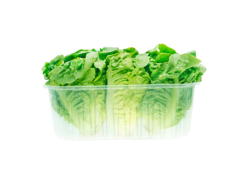 Lettuce Salad Heads in the Plastic Container Stock Photo - Image of ...