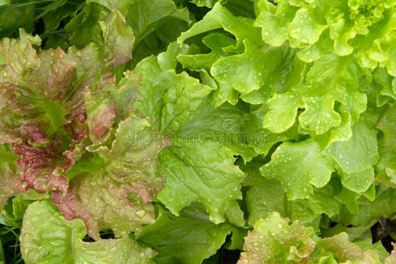 Lettuce Salad after rain stock image. Image of fresh - 123613677