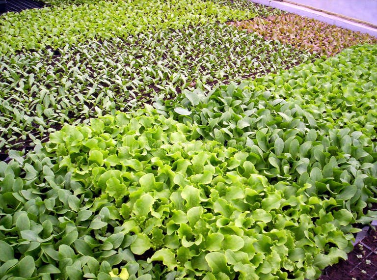 Lettuce seedlings stock photo. Image of lettuce, nova - 4849746