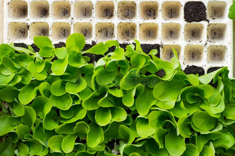 Lettuce Seedlings in a Box before Planting in the Garden, Bought on the ...
