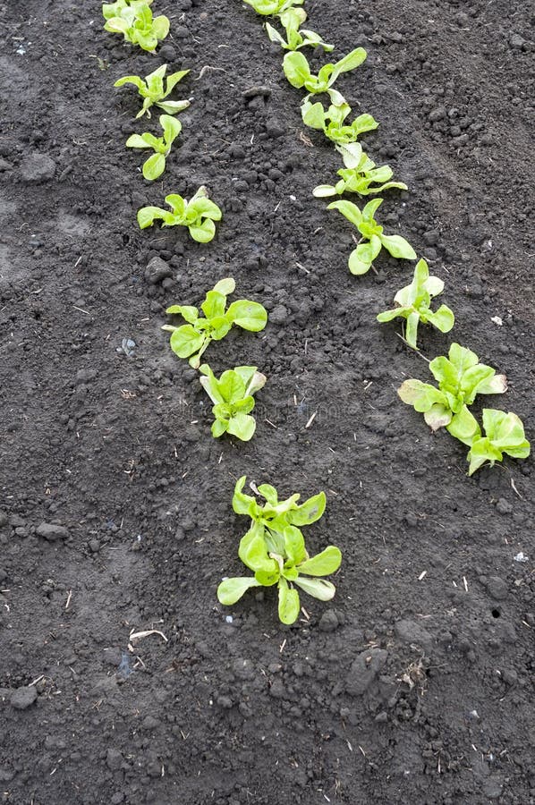 Lettuce seedlings stock photo. Image of organic, green - 53783154