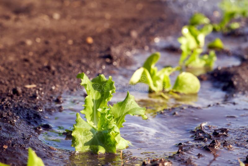 Lettuce Seedlings Growing in Soil in a Garden in Spring Stock Image ...