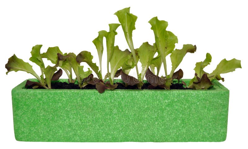 Polystyrene Planter Stock Photos - Free & Royalty-Free Stock Photos ...