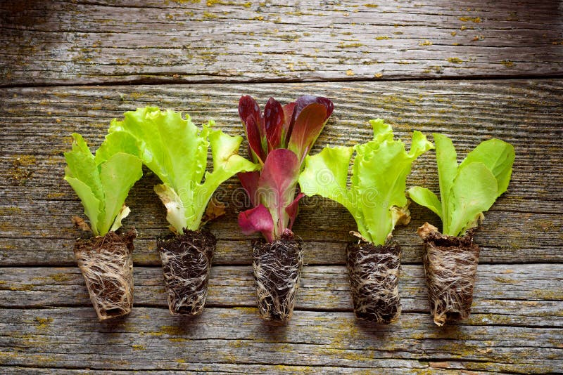 Lettuce Seedlings on a Wooden Table Stock Photo - Image of garden ...