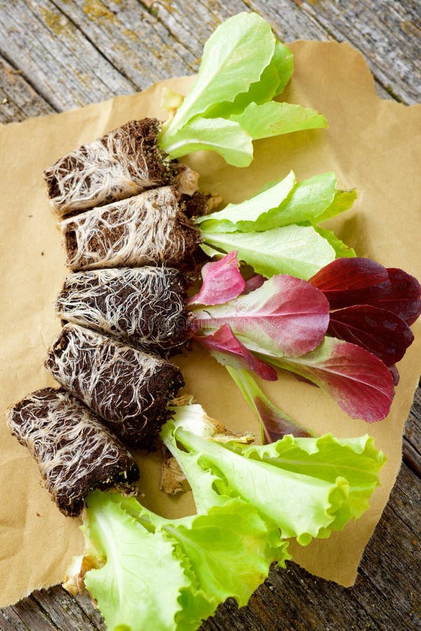Lettuce Seedlings on a Wooden Table Stock Image - Image of baby ...
