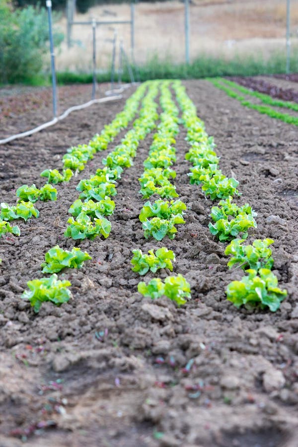 Lettuce starts stock image. Image of lettuce, potential - 89295591
