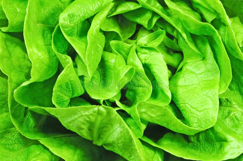 Lettuce texture stock image. Image of salad, organic - 13551645