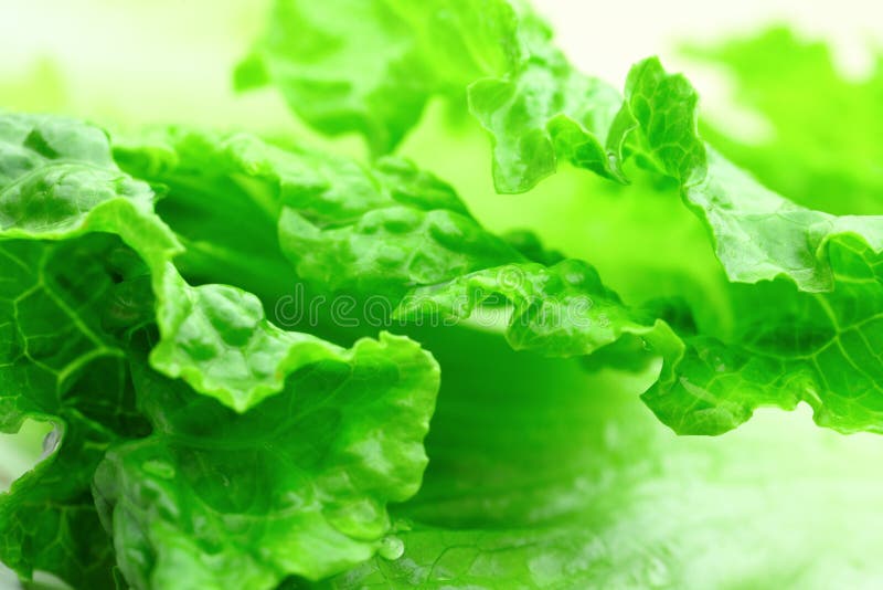 Lettuce texture stock photo. Image of nutrition, appetizer - 38722104
