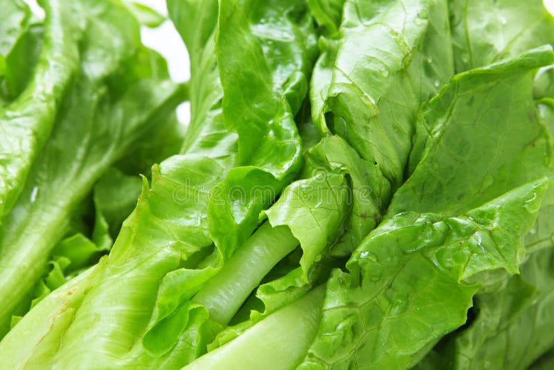 Lettuce texture stock photo. Image of nutrition, appetizer - 38722104