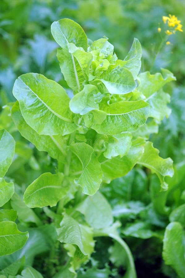 Lettuce tree stock image. Image of fresh, lifestyle, ingredient - 34999187