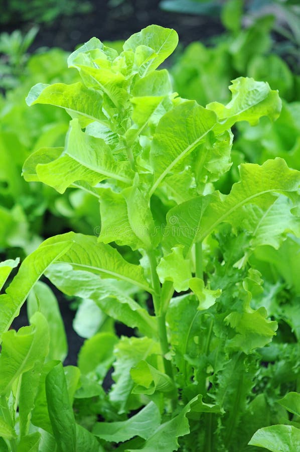 Lettuce tree stock photo. Image of nutrition, close, health - 40269674