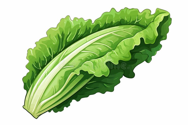 Lettuce Vector Flat Minimalistic Isolated Vector Style Illustration ...