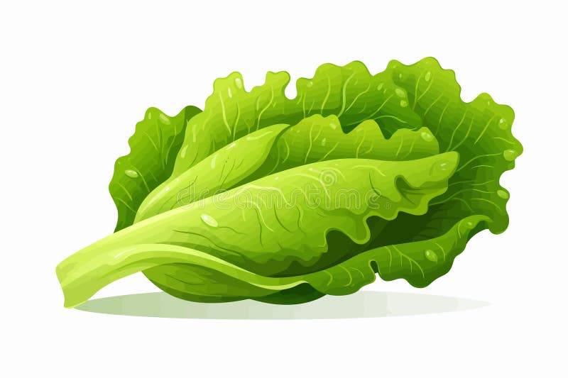 Lettuce Vector Flat Minimalistic Isolated Vector Style Illustration ...