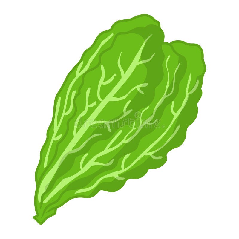 Greenleaf Lettuce Stock Illustrations – 2 Greenleaf Lettuce Stock ...