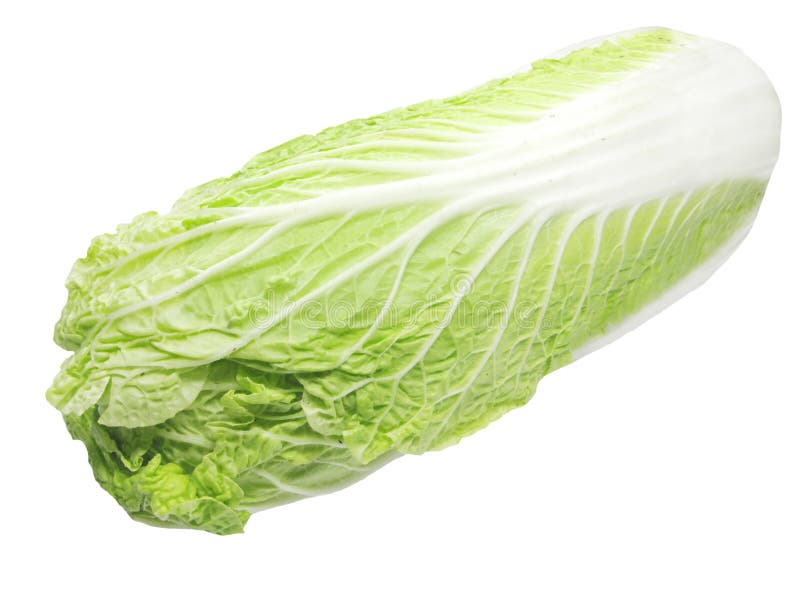 Lettuce vegetable stock photo. Image of lettuce, freshness - 12140004