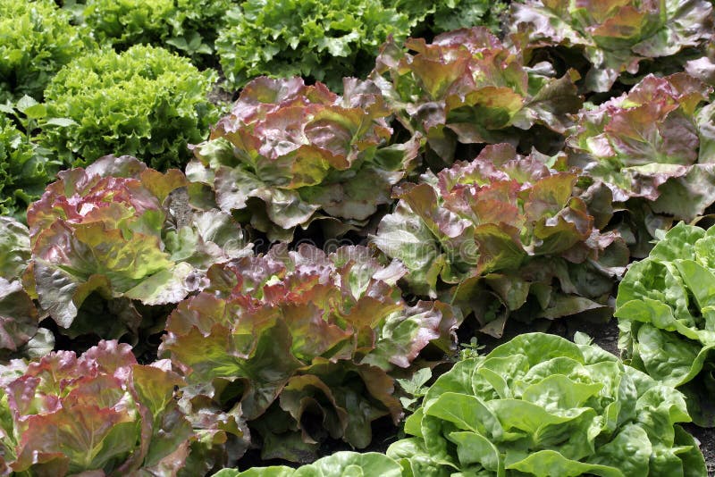 Lettuce in a Vegetable Garden Stock Image - Image of fresh, healthy ...