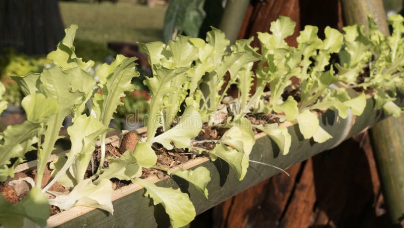 Lettuce Vegetable Growing in Bamboo Trunk Stock Image - Image of soil ...