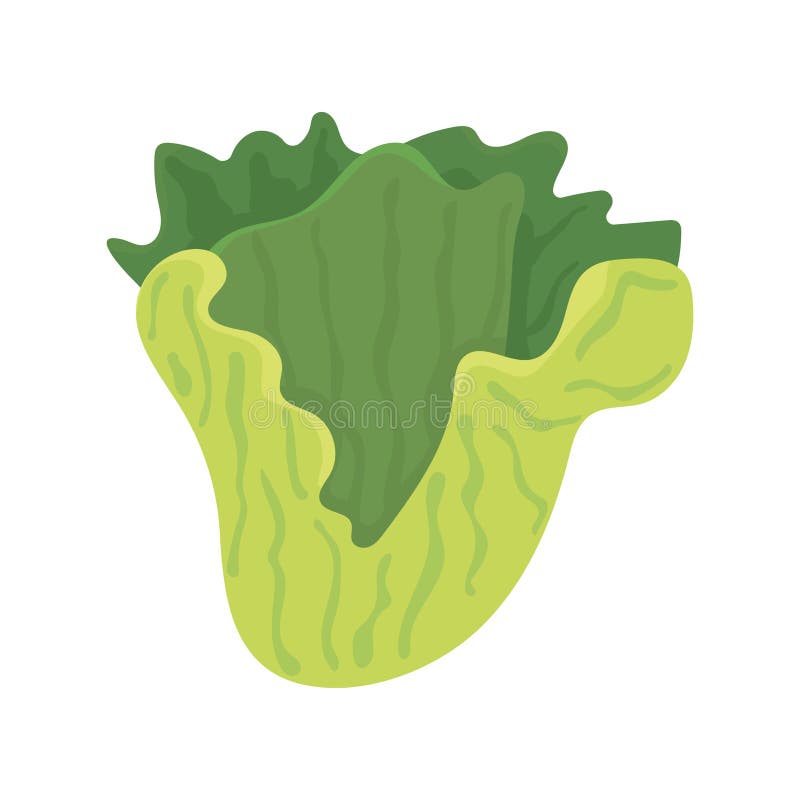 Lettuce Vegetable Healthy Food Icon Stock Vector - Illustration of ...
